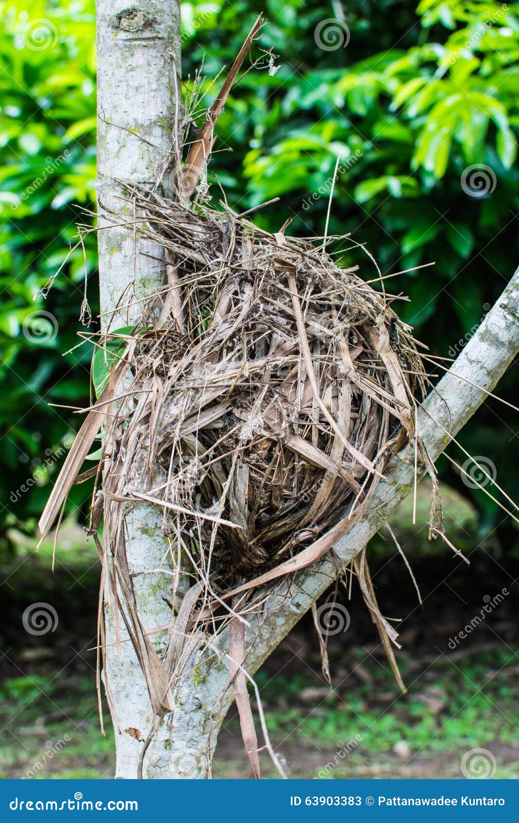 Bird nest on tree branch stock image. Image of closeup - 63903383