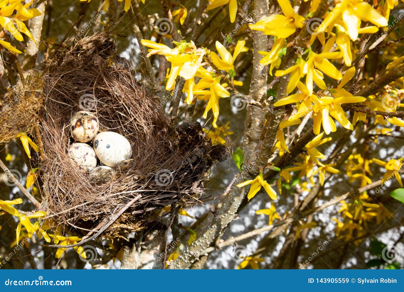 Bird Nest in Tree Branch with Small Eggs Stock Image - Image of bloom ...