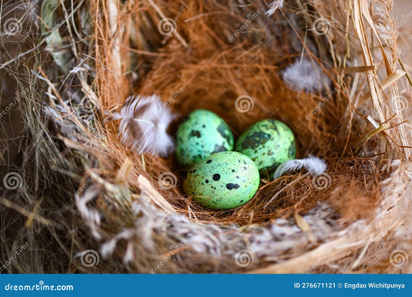Bird Nest on Tree Branch with Three Eggs Inside, Bird Eggs on Birds ...