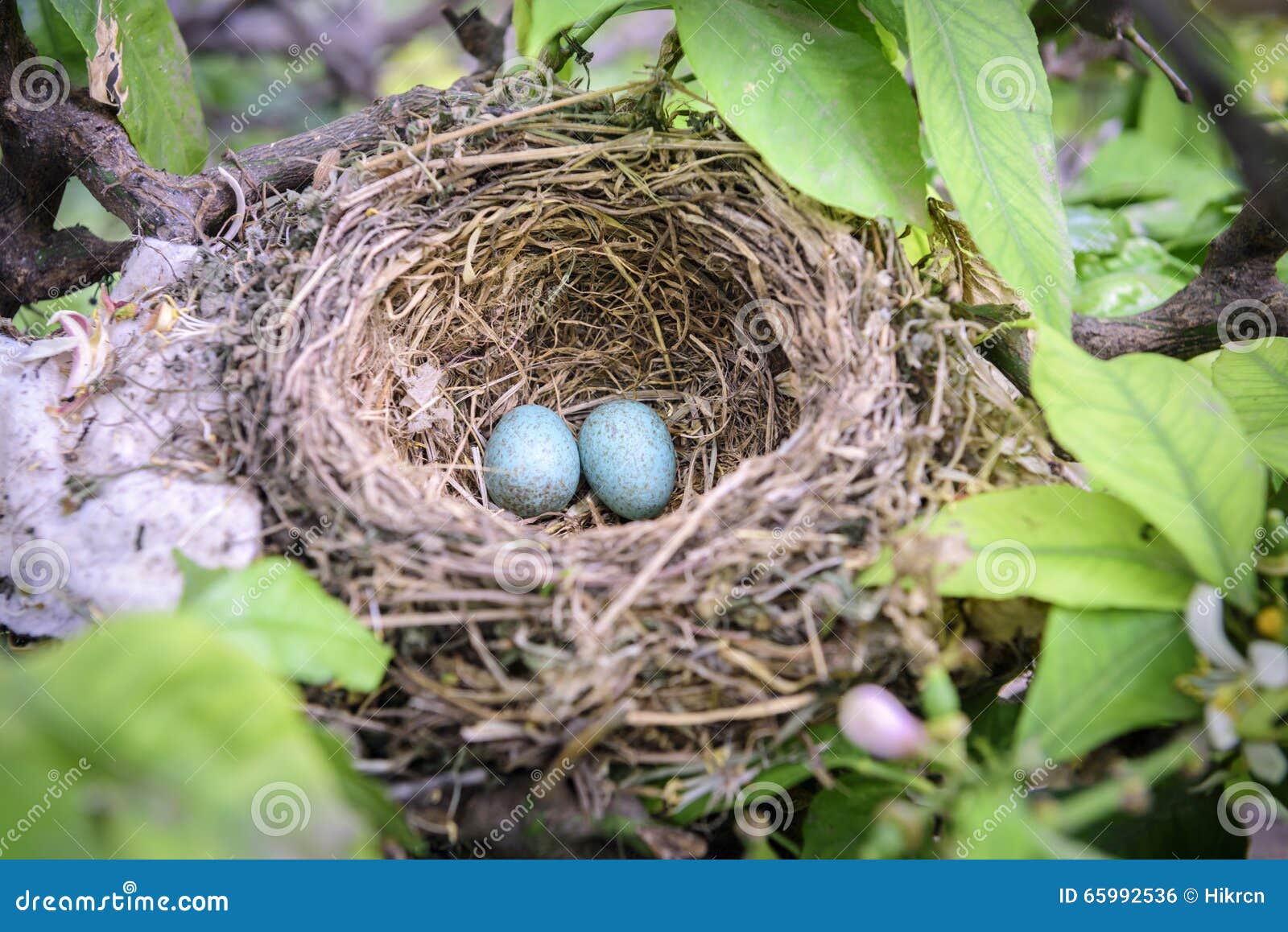 Bird Nest on Tree Branch with Two Blue Eggs Inside Stock Photo - Image ...