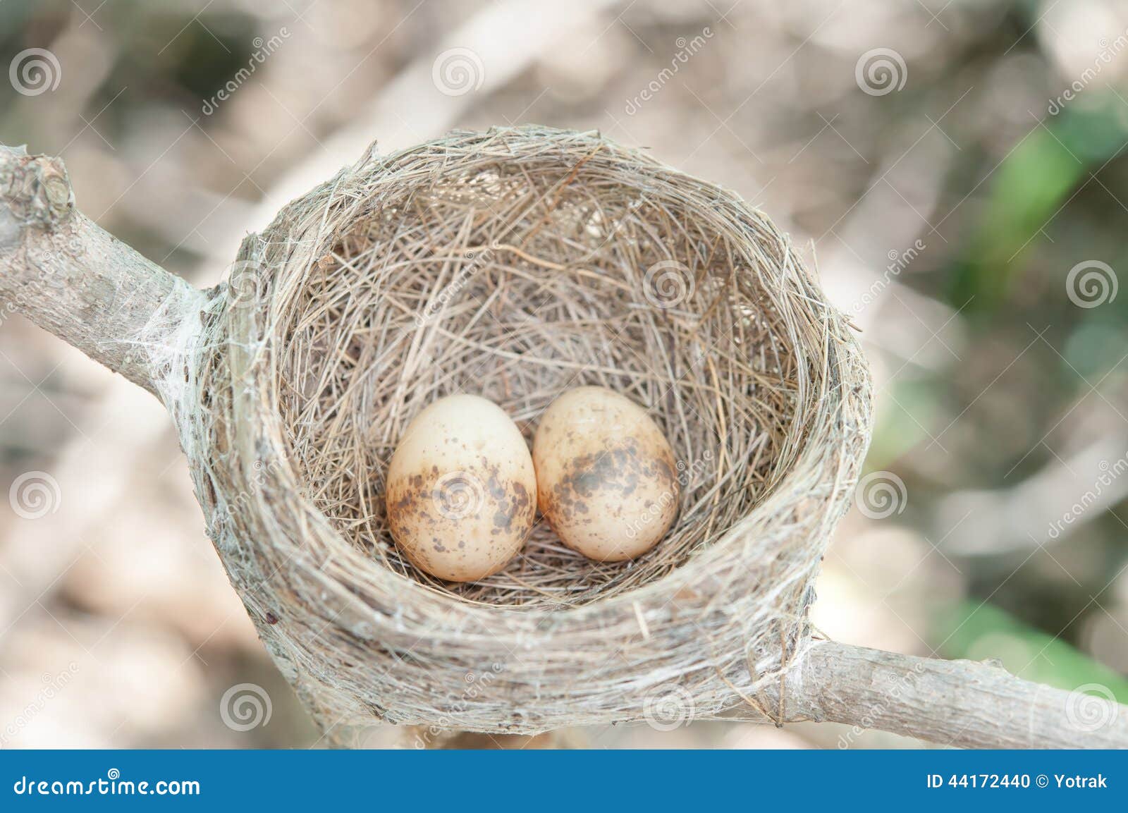 Bird nest stock photo. Image of home, colorful, fragile - 44172440