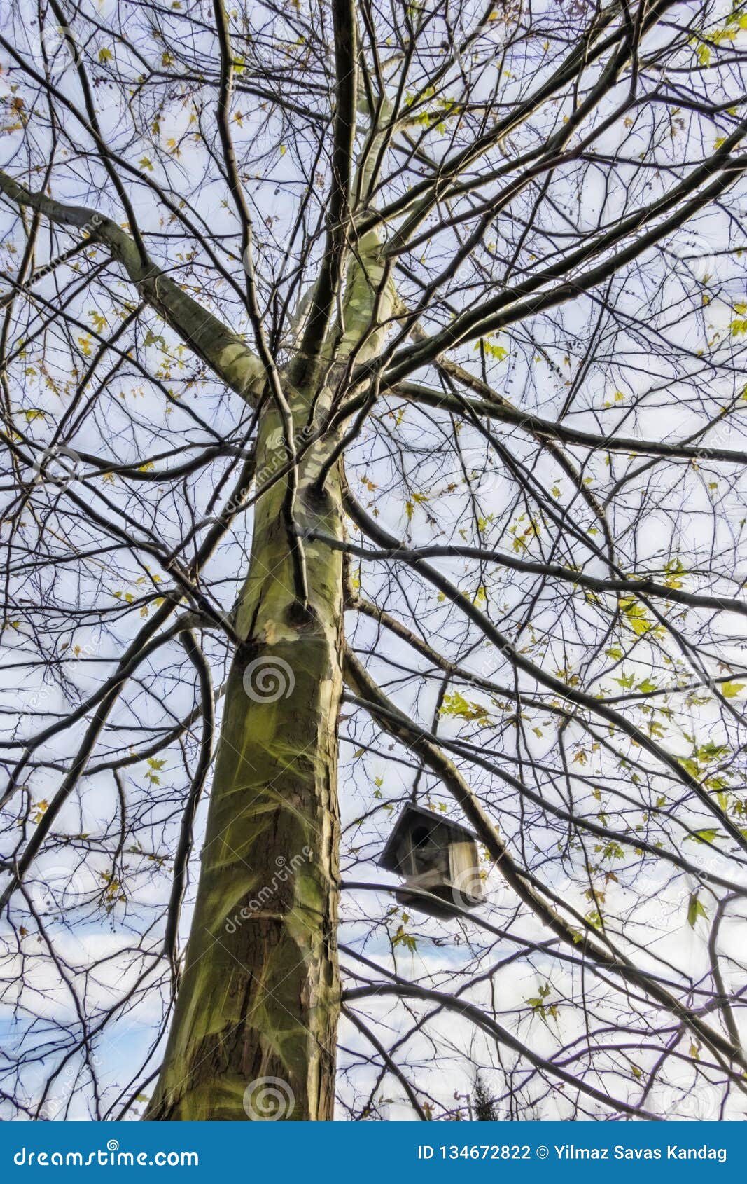 Bird nest at tree branches stock photo. Image of starling - 134672822