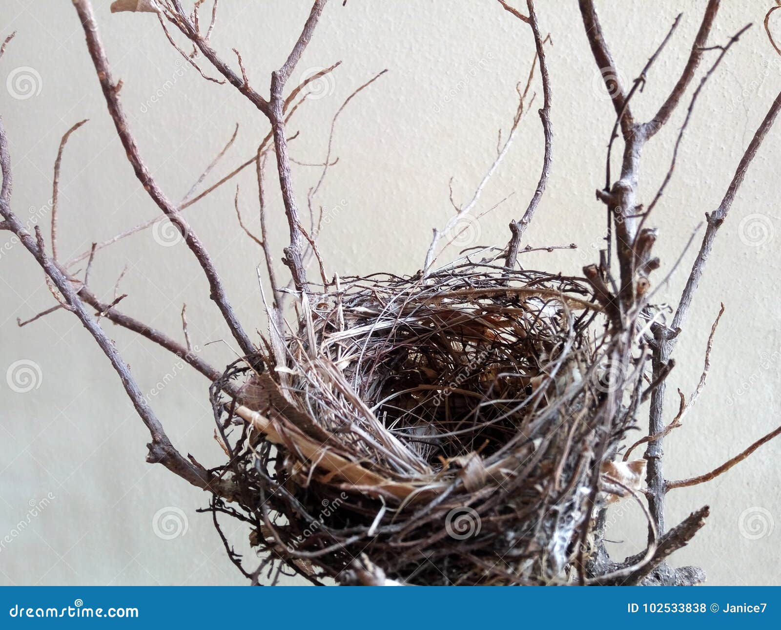 A Bird Nest in Tree Branches Stock Photo - Image of bird, branches ...
