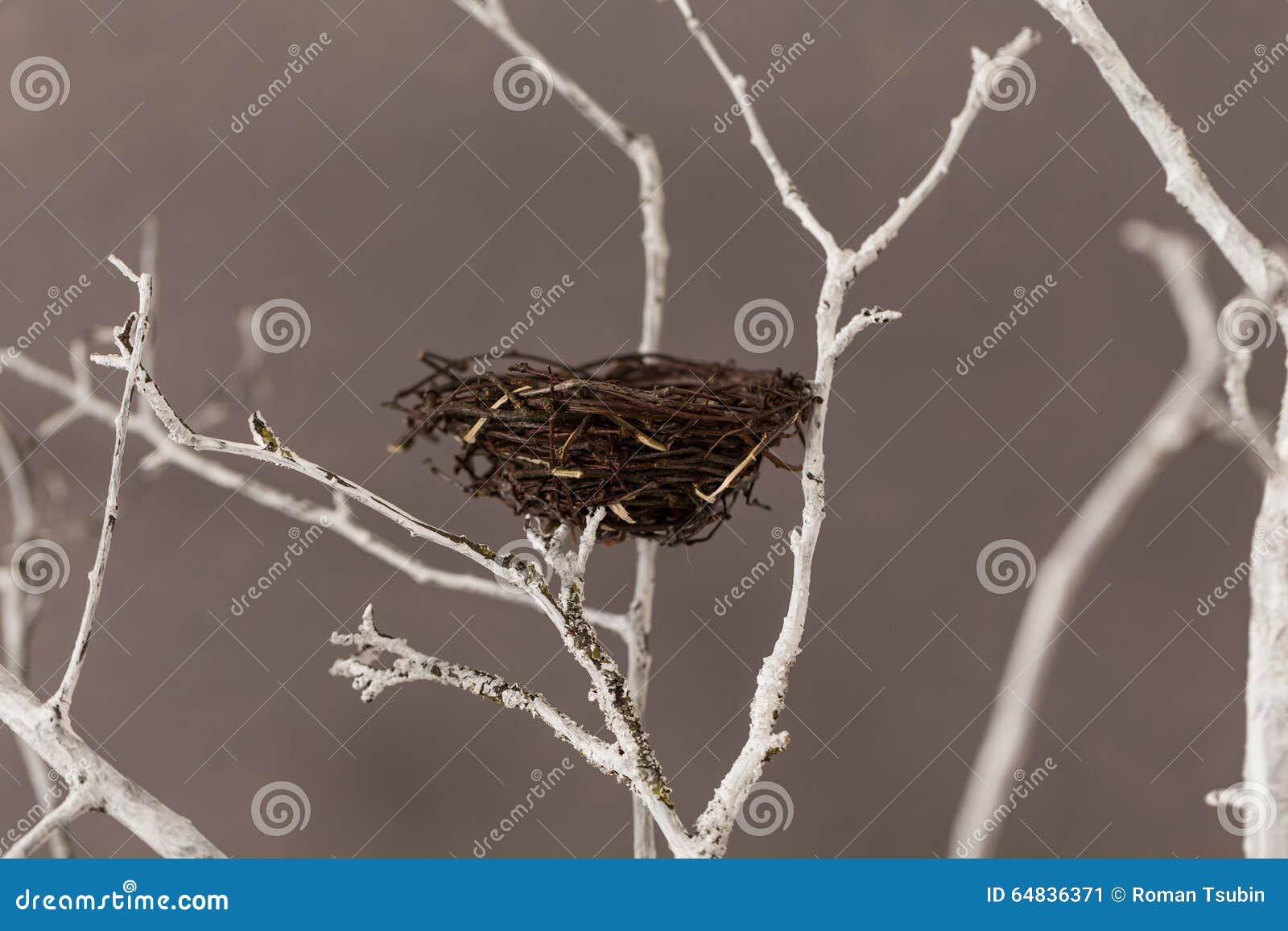 Bird nest on a tree stock image. Image of growing, blue - 64836371
