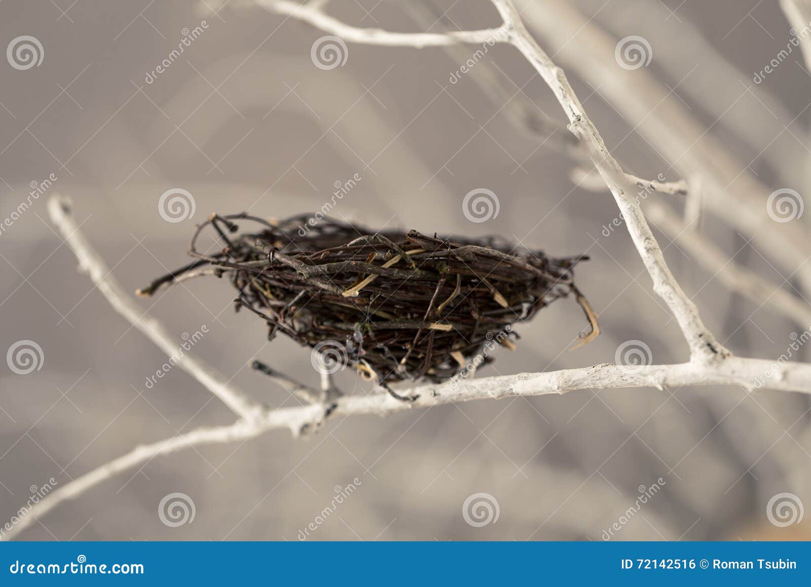 Bird nest on a tree stock photo. Image of animals, natural - 72142516
