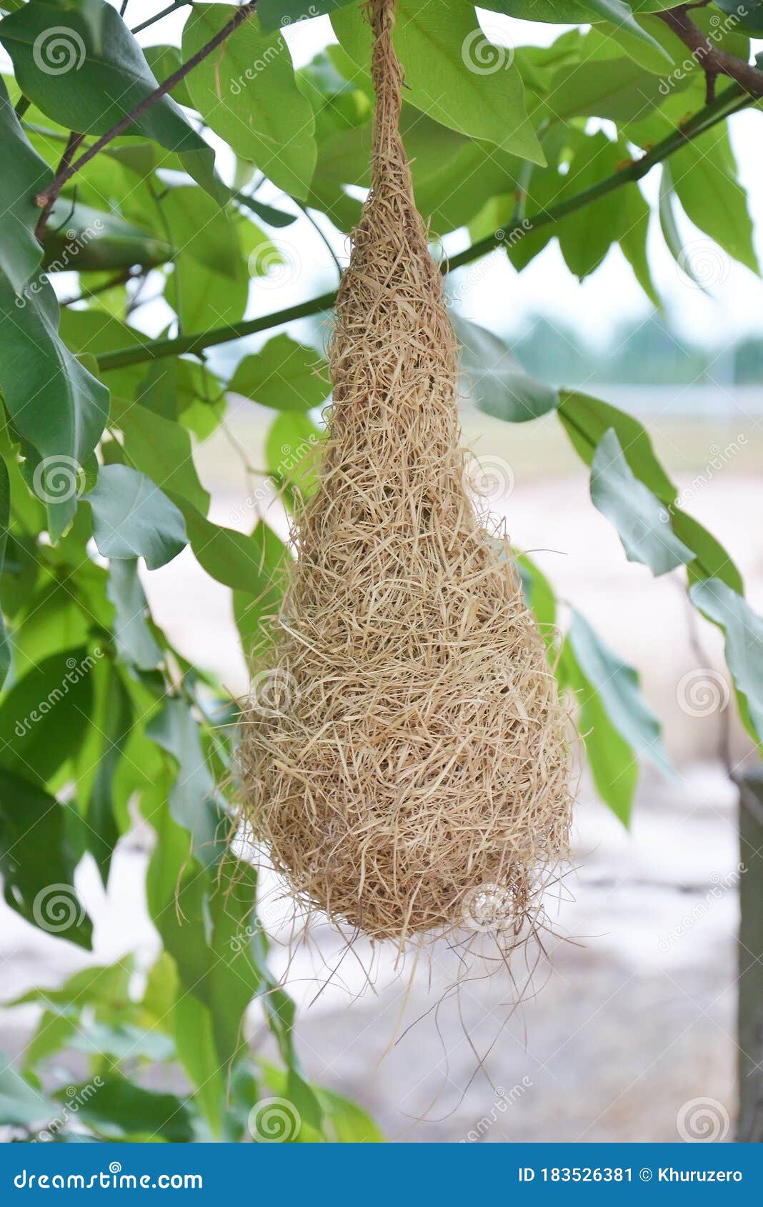 Bird nest on the tree stock image. Image of garbage - 183526381