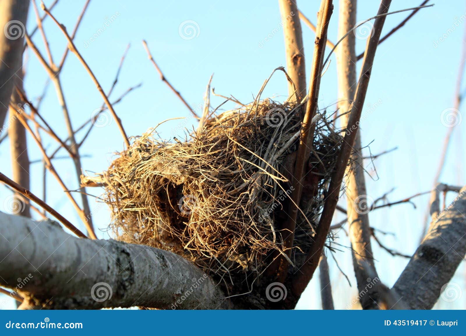 Bird nest in the tree stock image. Image of construction - 43519417