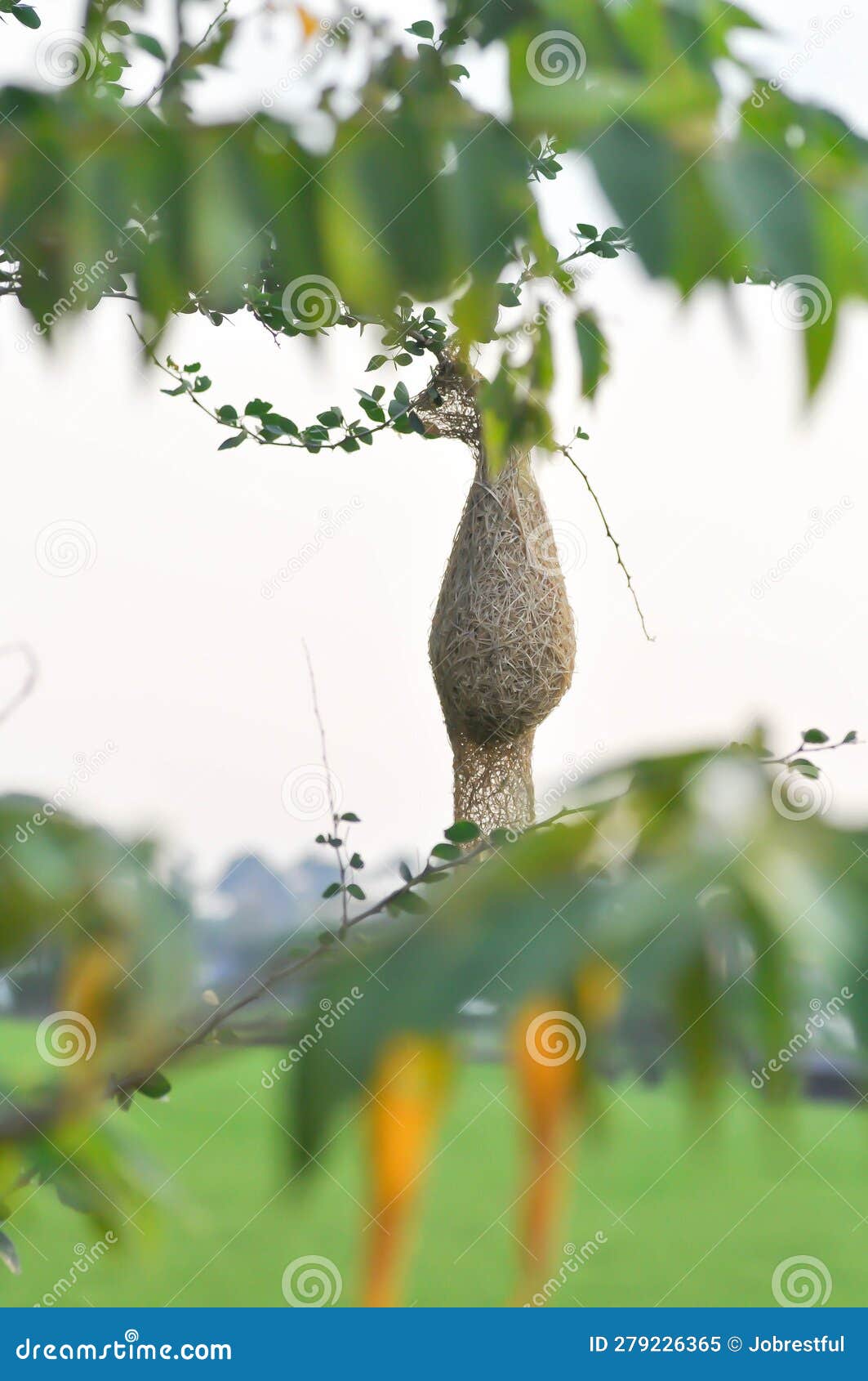 Bird Nest , Bird Nest on the Tree Stock Image - Image of ornithology ...
