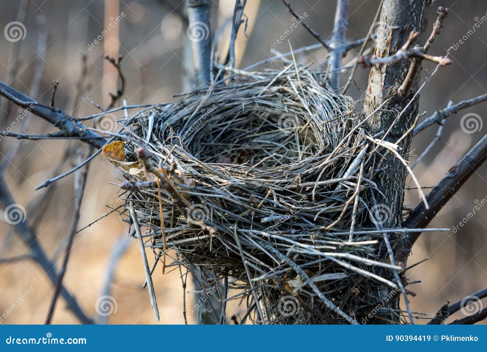 Bird nest on tree stock image. Image of woven, forest - 90394419