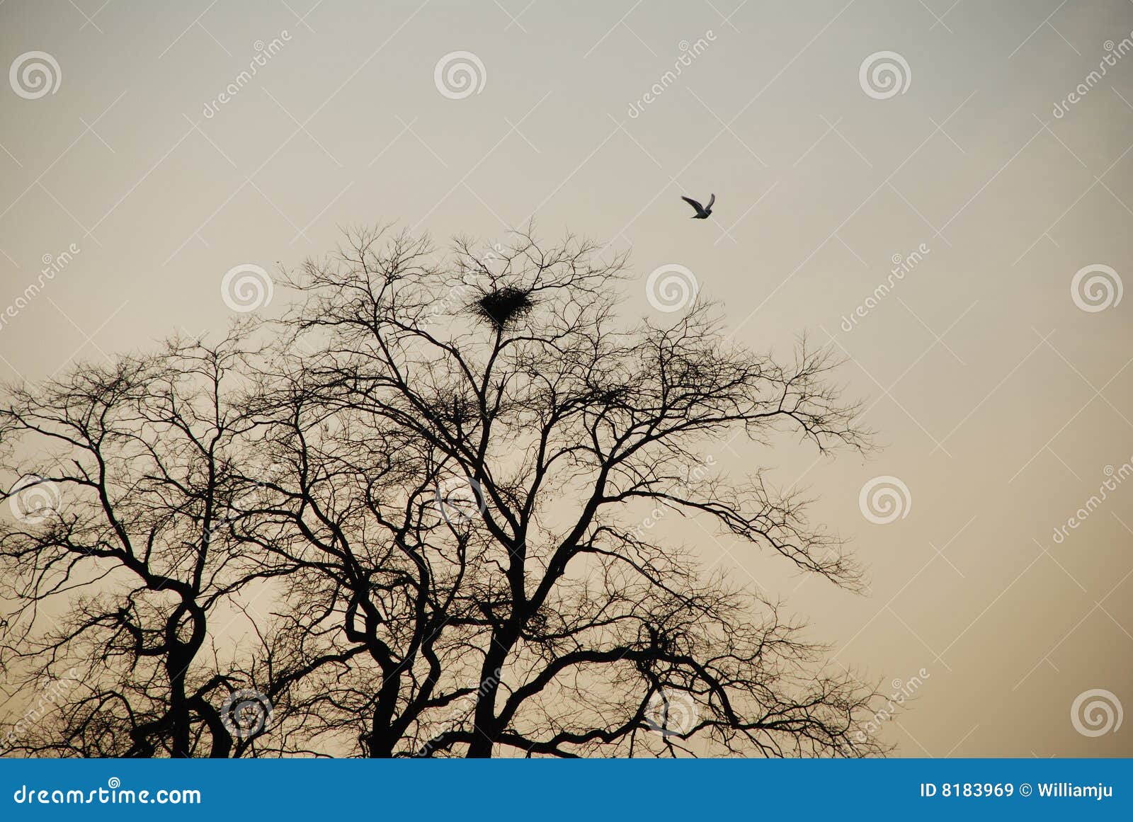 Bird nest in trees stock image. Image of nest, branch - 8183969
