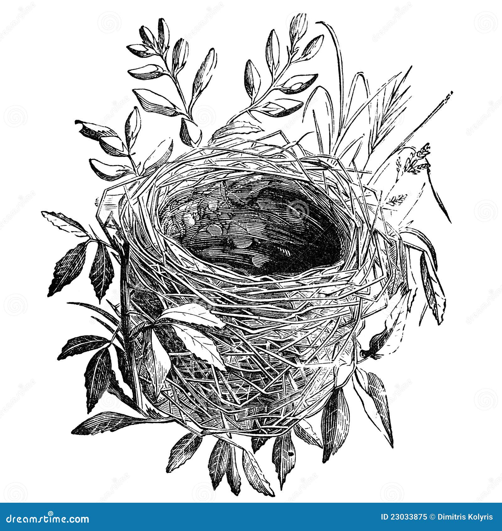 Bird Nest Vintage Illustration Stock Illustration - Illustration of ...
