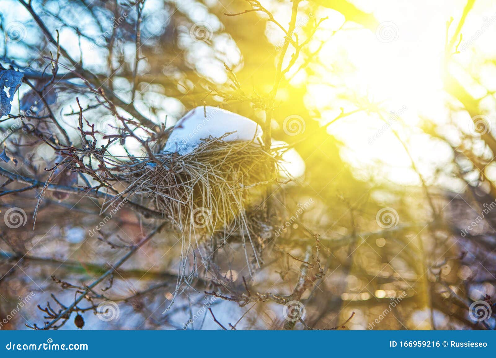 Bird nest in the winter stock photo. Image of bright - 166959216