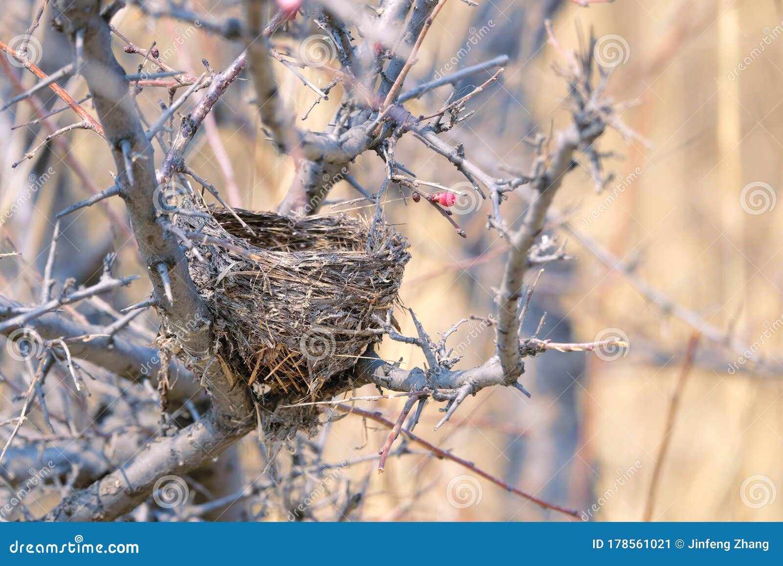 Bird nest stock image. Image of nest, branches, grass - 178561021