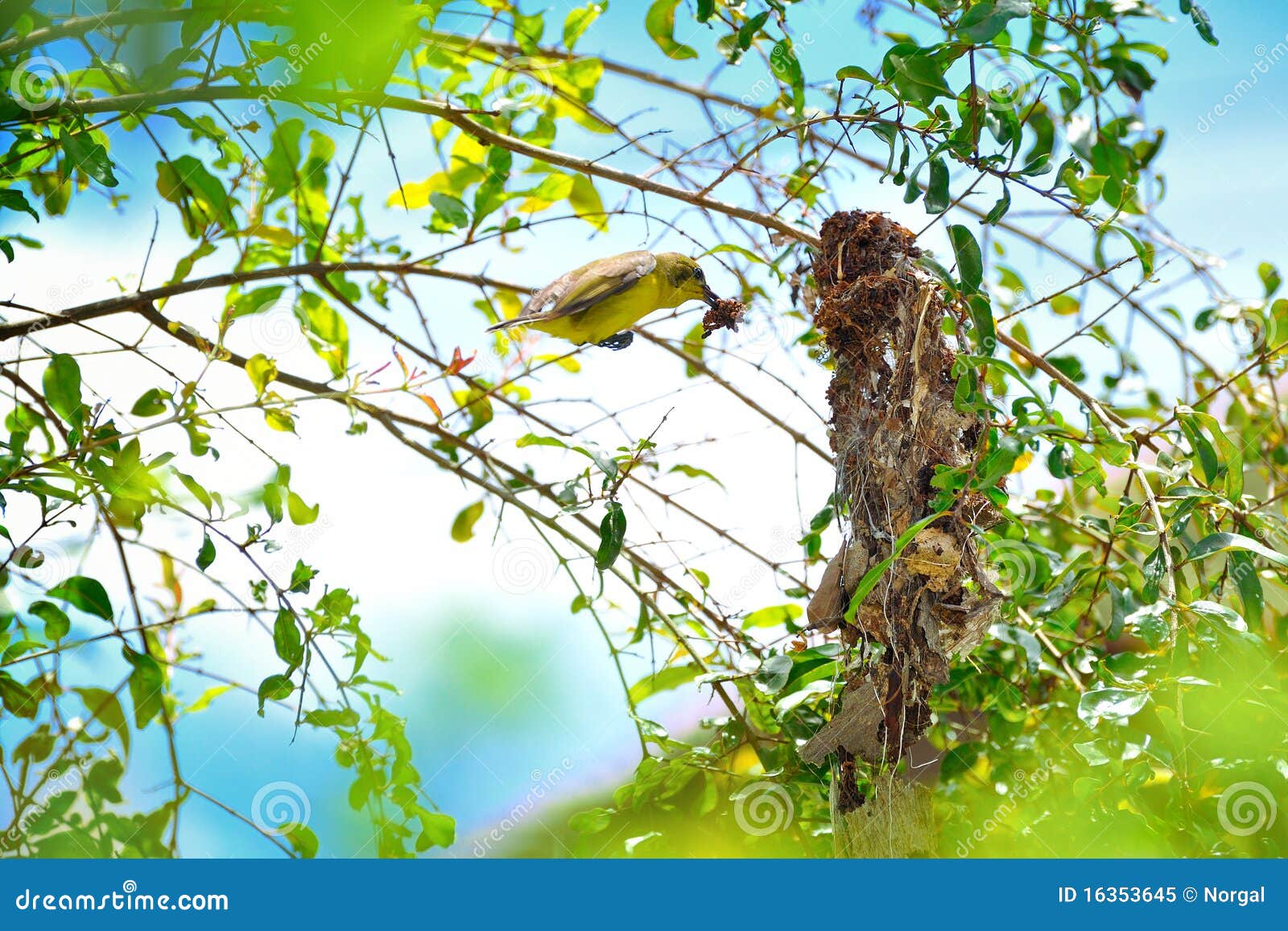 Bird nesting stock image. Image of bird, stick, animal - 16353645