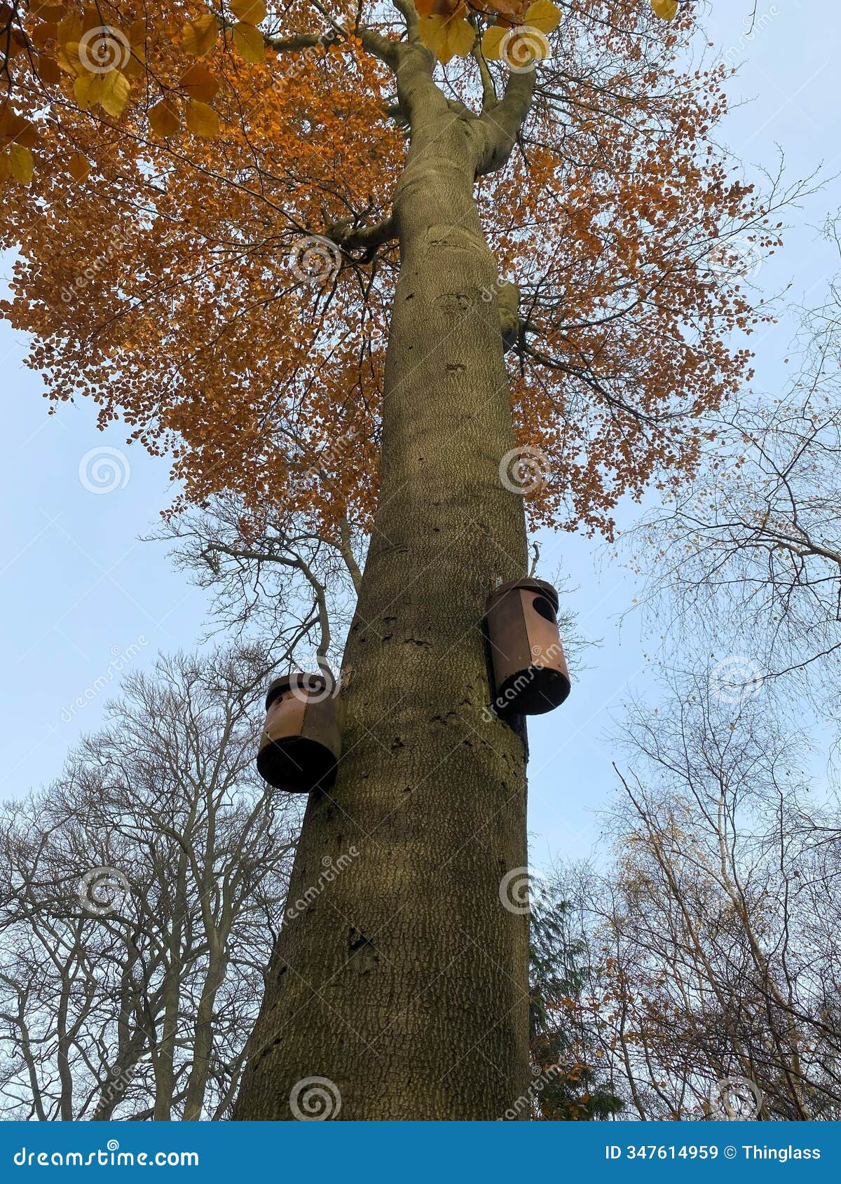 Bird Nesting Boxes on a Beech Tree Stock Image - Image of fall, nesting ...