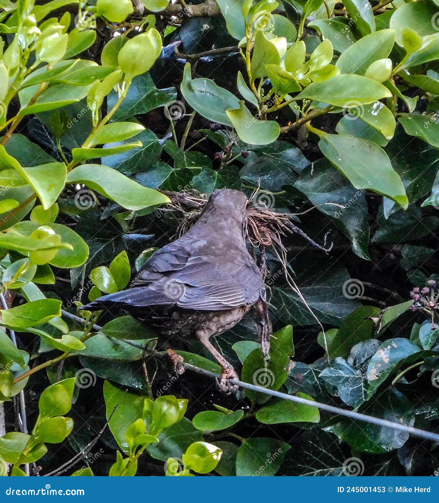 Bird Nesting Hedge Natural Wildlife Stock Image - Image of forest, leaf ...
