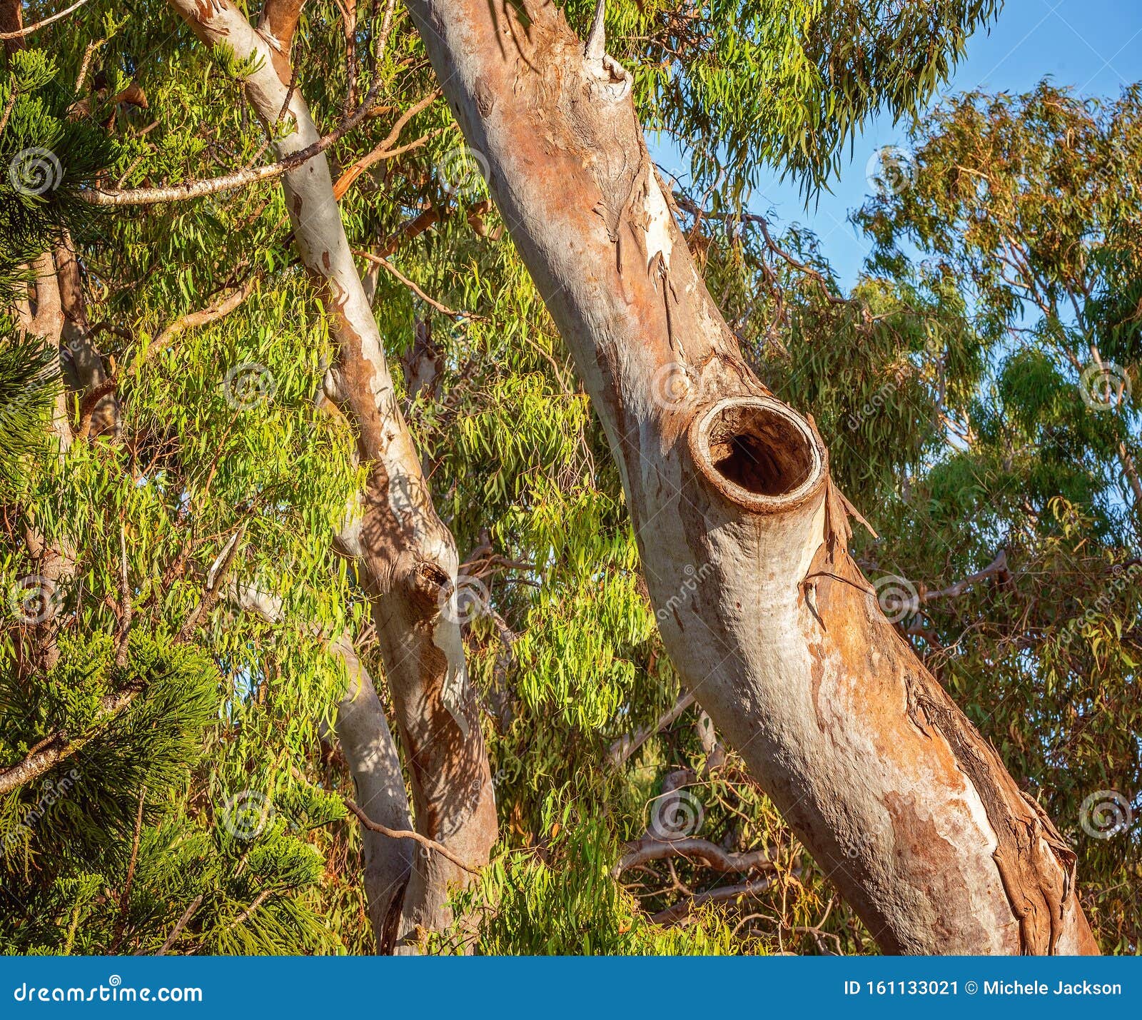 Bird Nesting Hole in a Tree Trunk Stock Image - Image of park ...