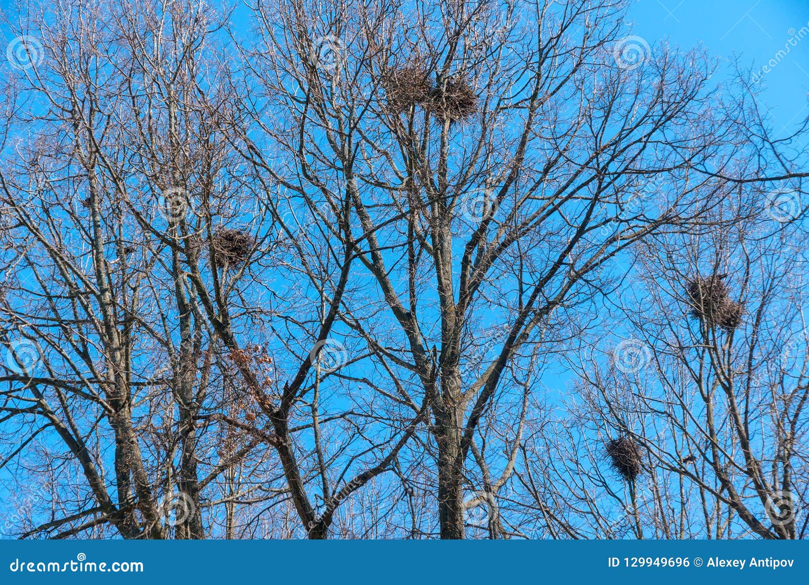 Bird nests in spring trees stock photo. Image of season - 129949696
