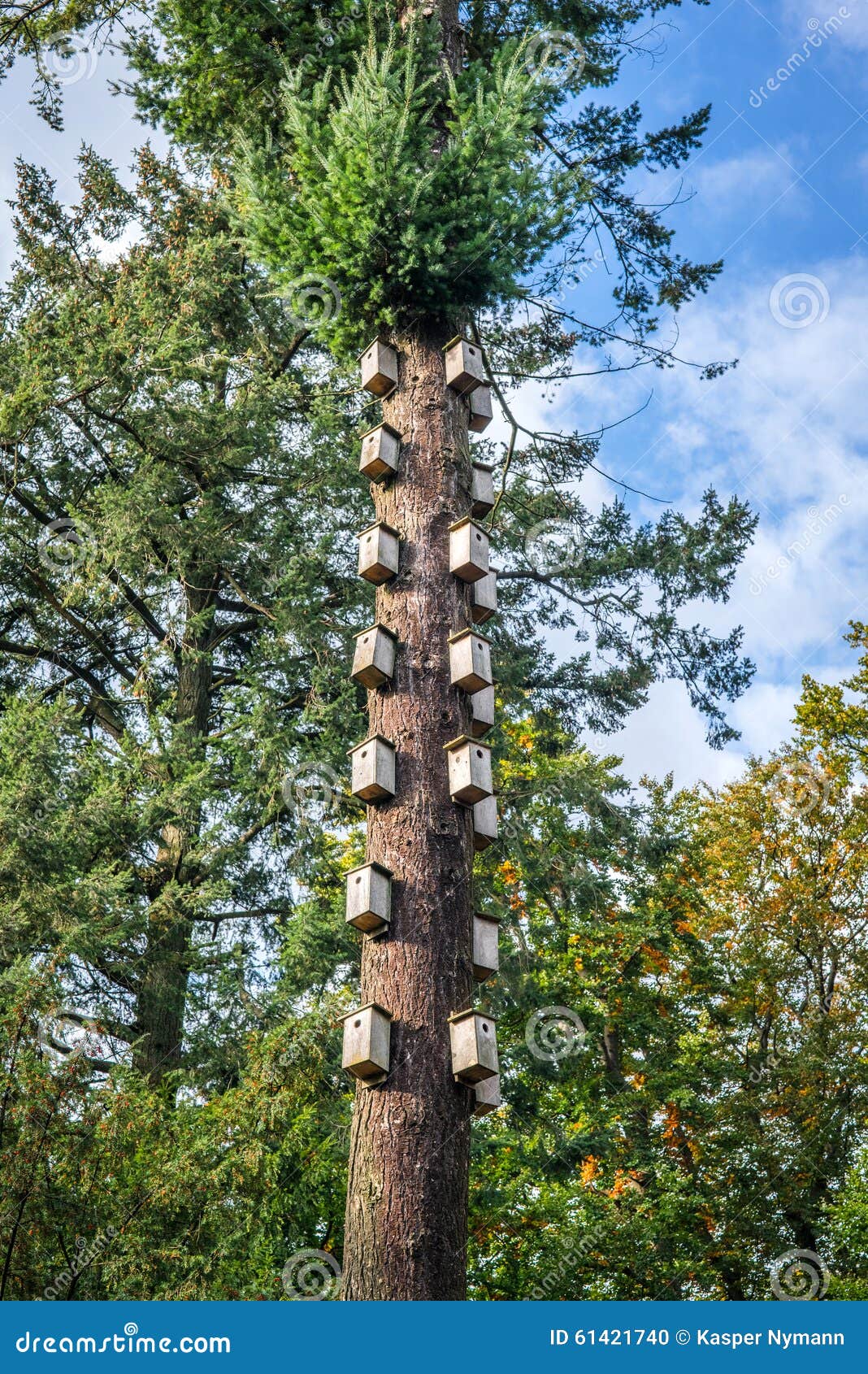 Bird nests in a tall tree stock photo. Image of beautiful - 61421740