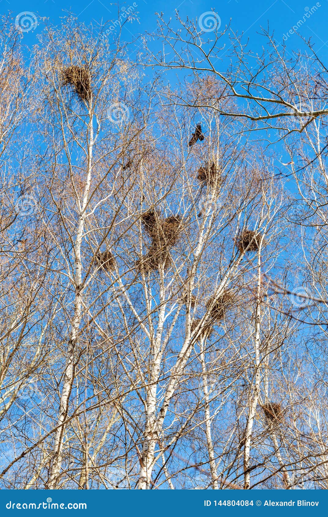 Bird Nests on the Tree Branches Stock Photo - Image of bird, frugilegus ...