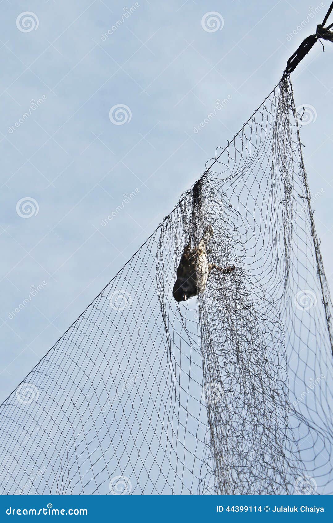 A Bird in net stock photo. Image of cloud, little, trap - 44399114