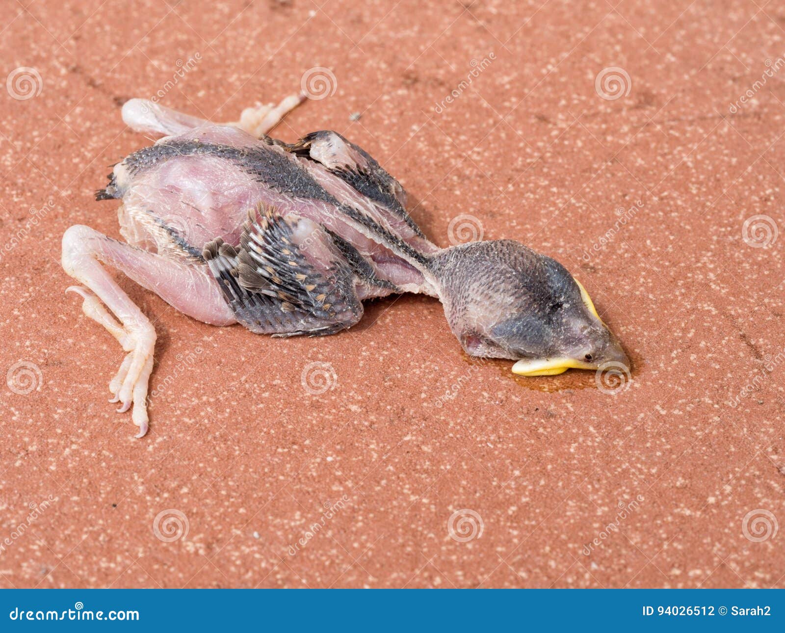 The Bird that Never Flew. Dead Baby Chick. Stock Photo - Image of tiny ...