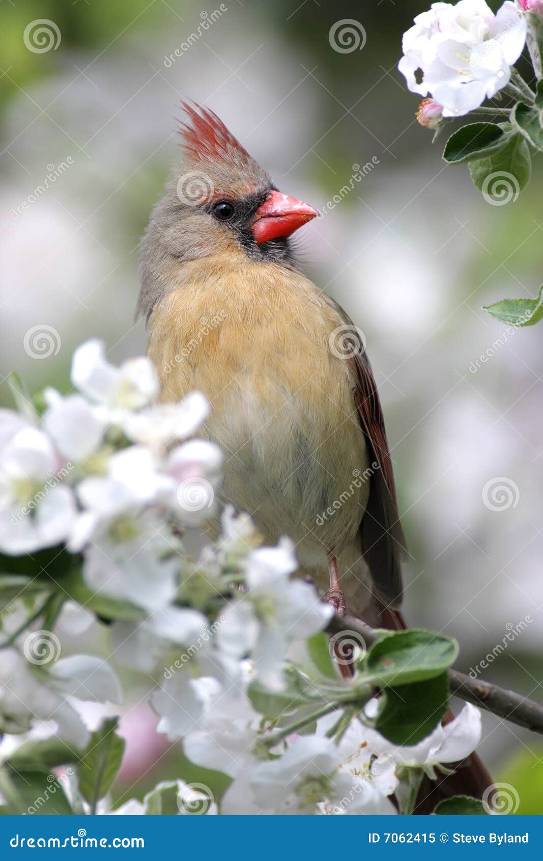 Bird - Northern Cardinal stock image. Image of fauna, blossom - 7062415