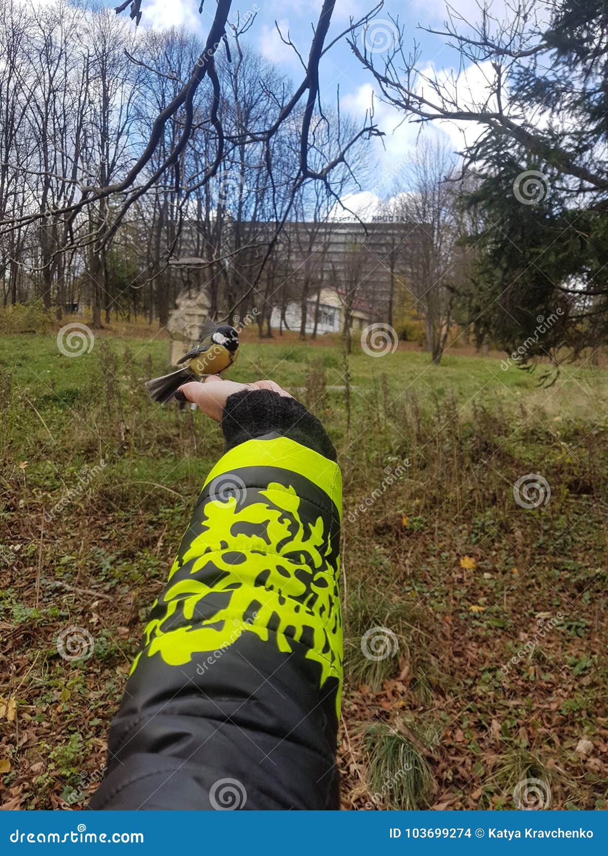 Bird stock photo. Image of nature, afraid, people, bird - 103699274