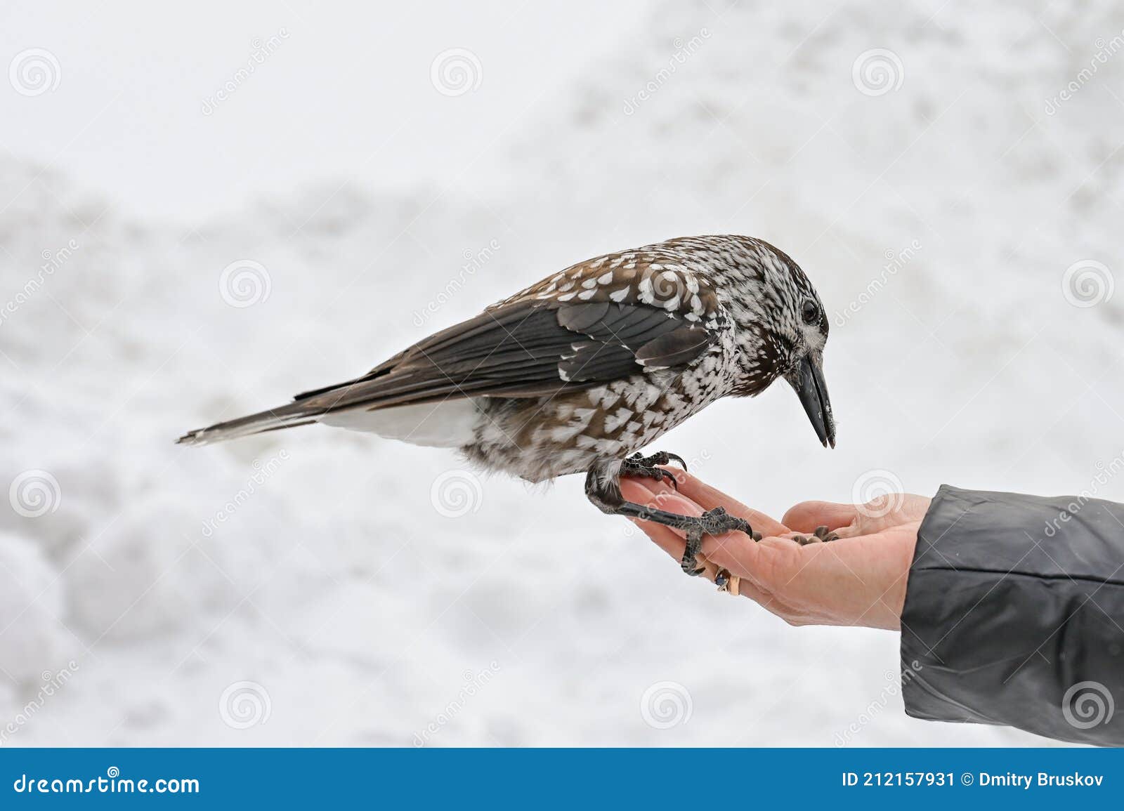 Bird nutcracker on hand stock image. Image of birdlife - 212157931