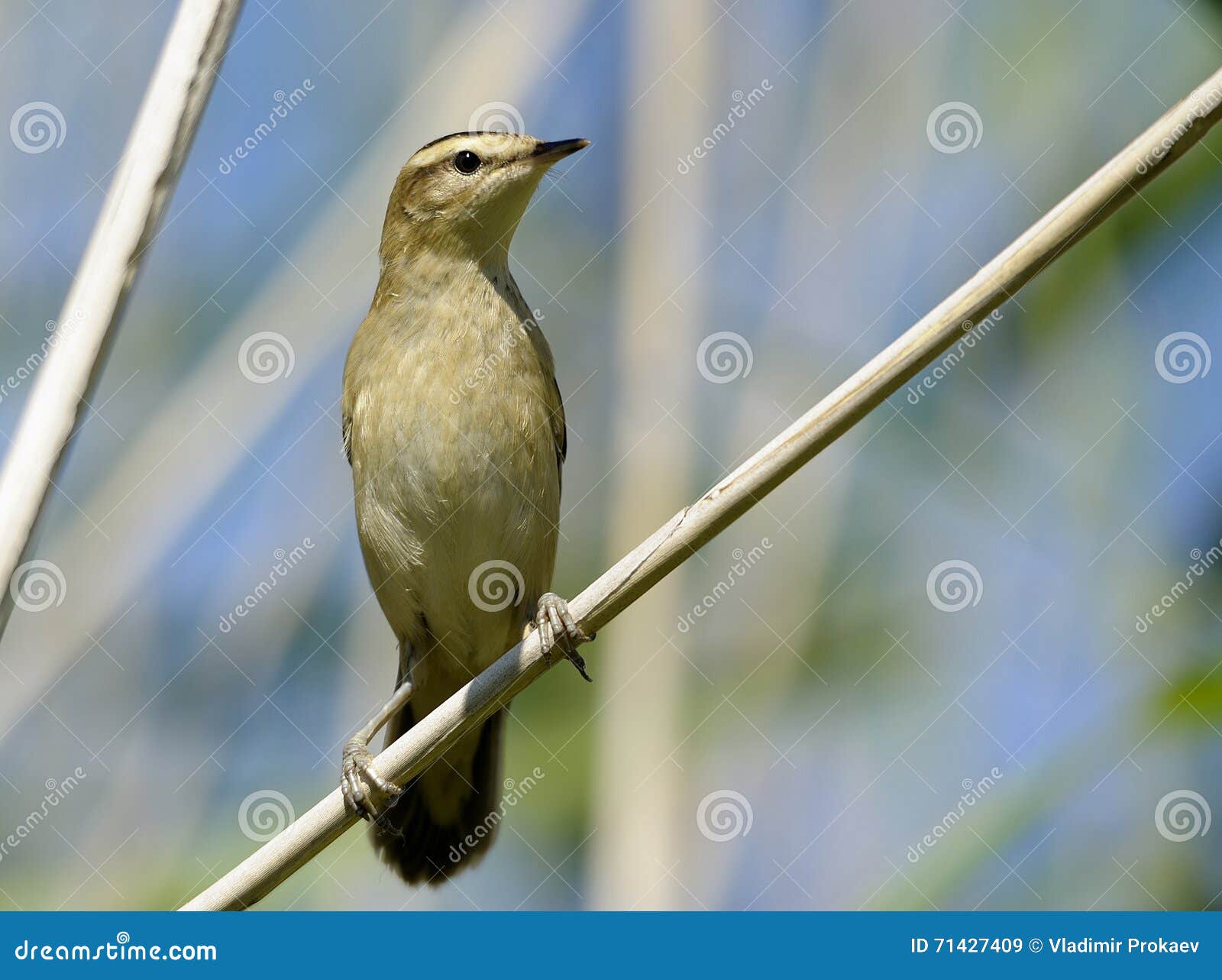 Bird Oenanthe stock image. Image of beast, front, cutout - 71427409