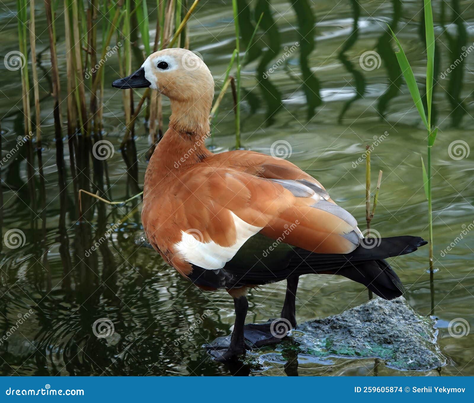 Bird Ogar stock photo. Image of fatty, birds, cold, feed - 259605874