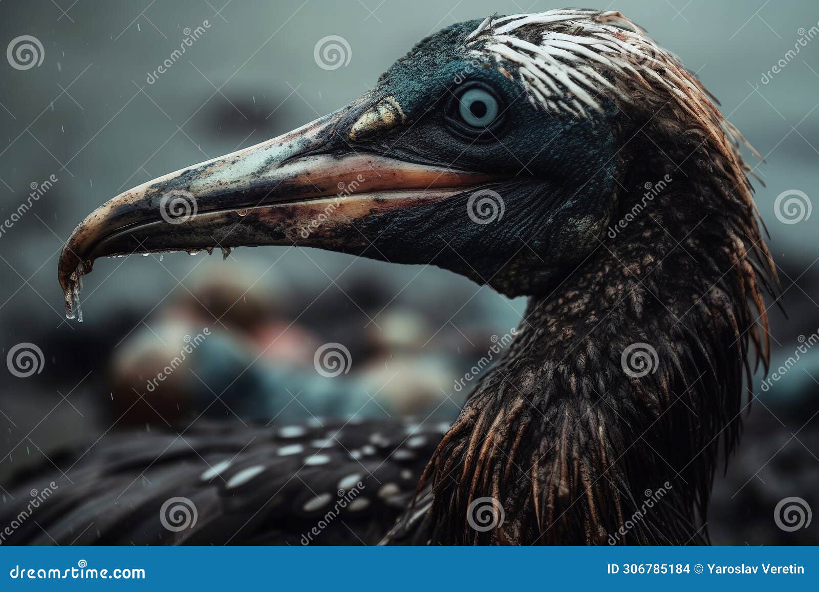Bird with an Oil Covered Beak, a Tragic Aftermath of an Oil Tanker ...