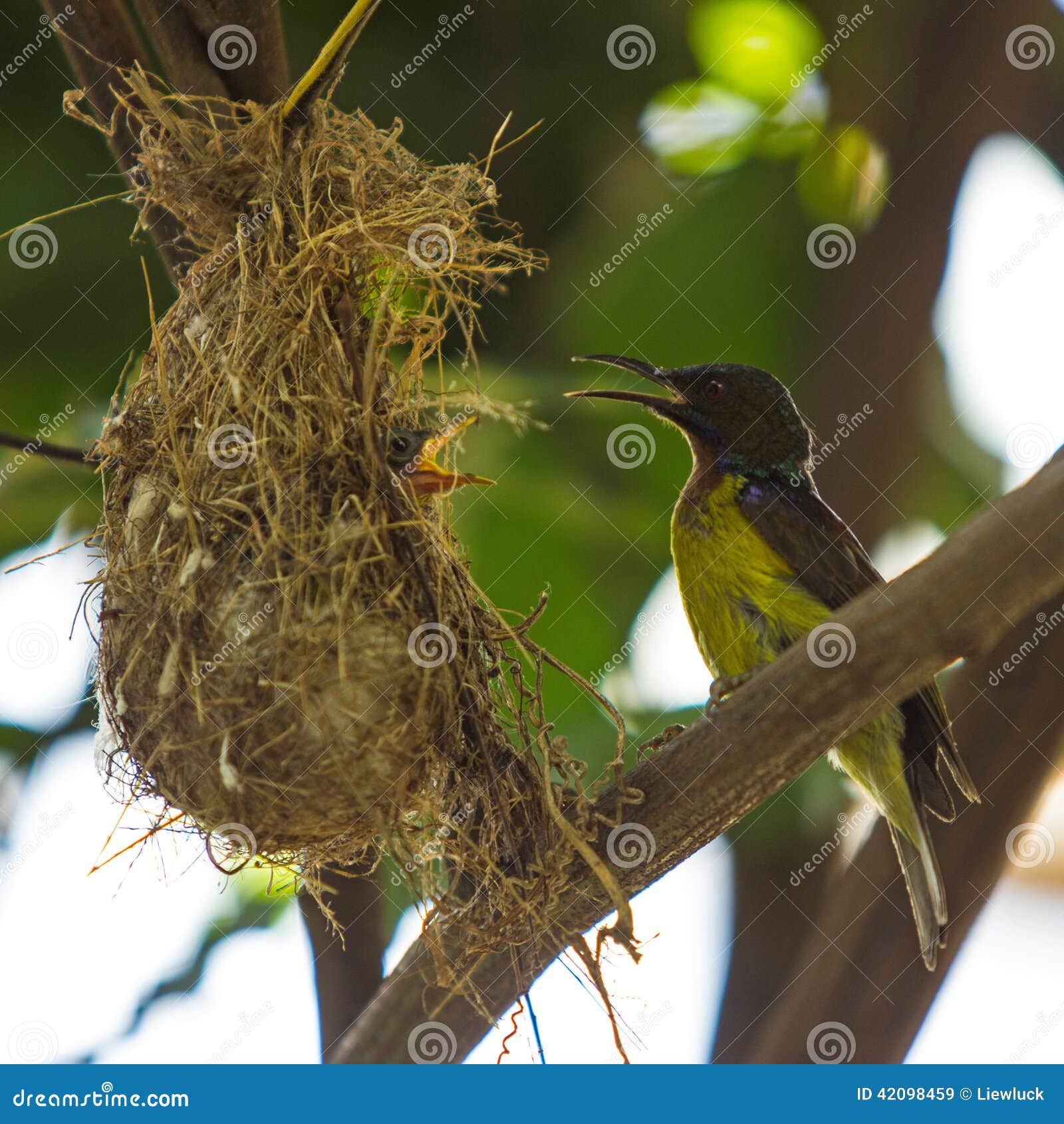 Bird (Olive-backed Sunbird) Stock Image - Image of open, beak: 42098459