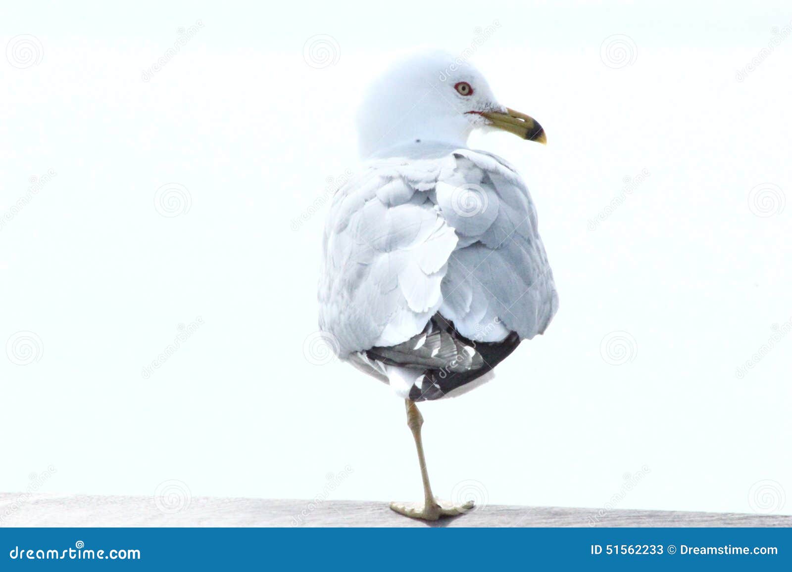 Bird with one feet stock image. Image of alone, feet - 51562233