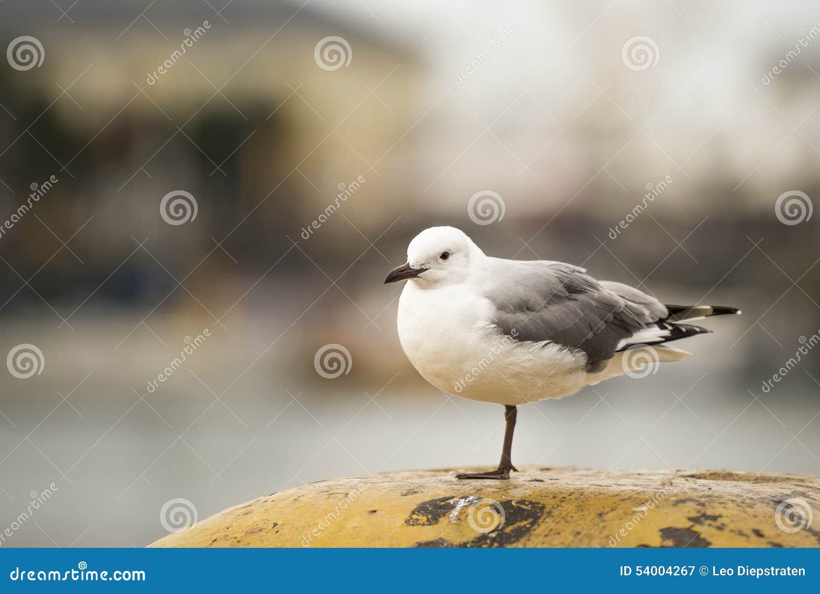 Bird on one foot stock image. Image of scraps, large - 54004267