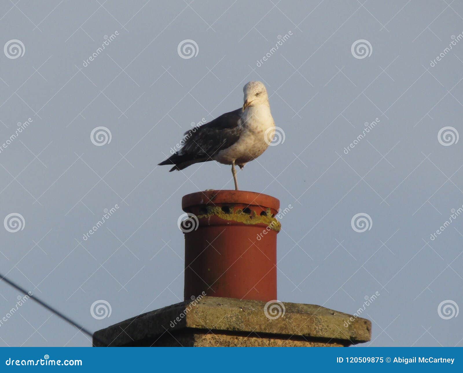 One-Legged Seagull stock image. Image of legged, bird - 120509875