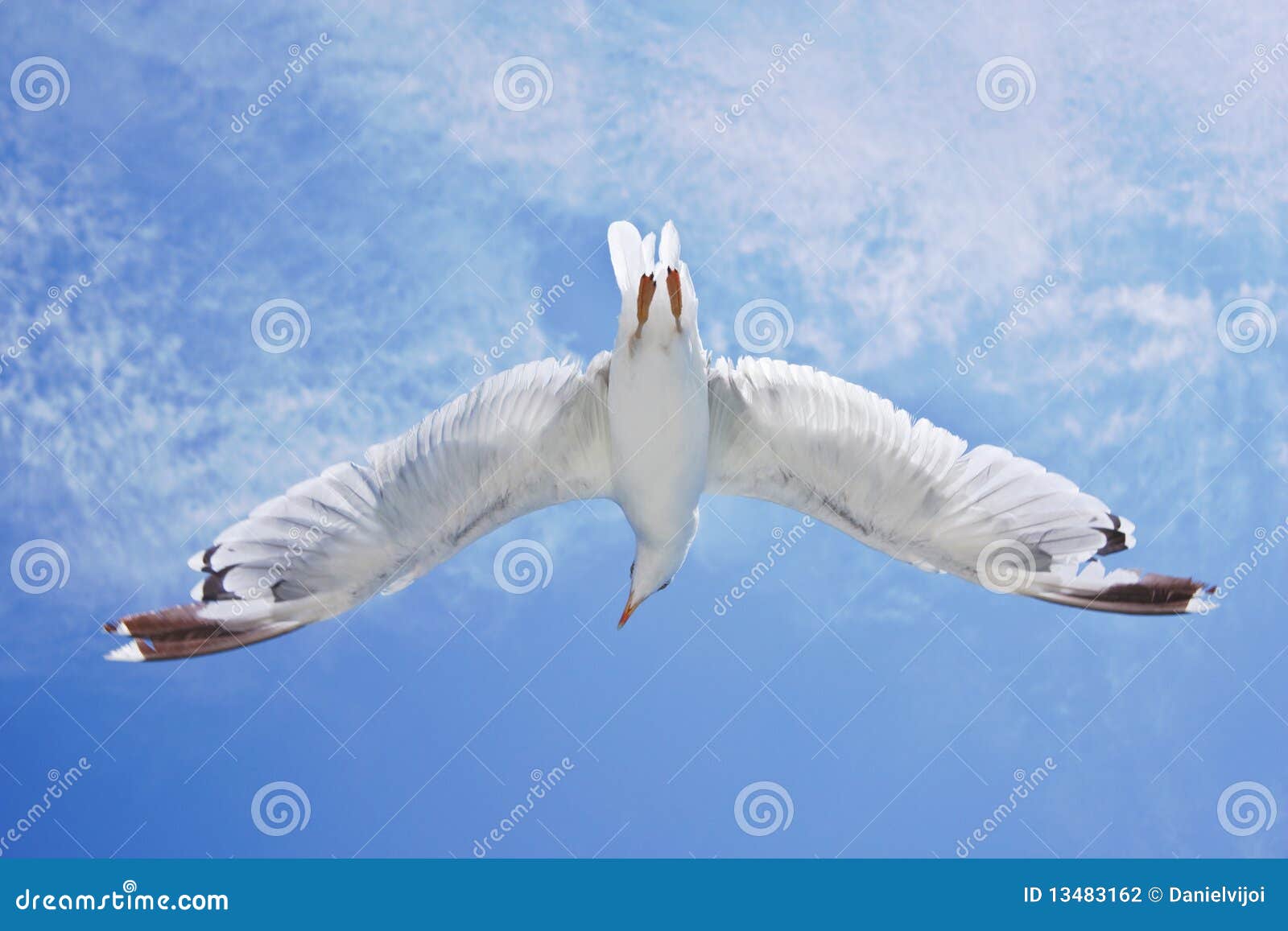 Bird open wings stock photo. Image of cloud, flight, birds - 13483162