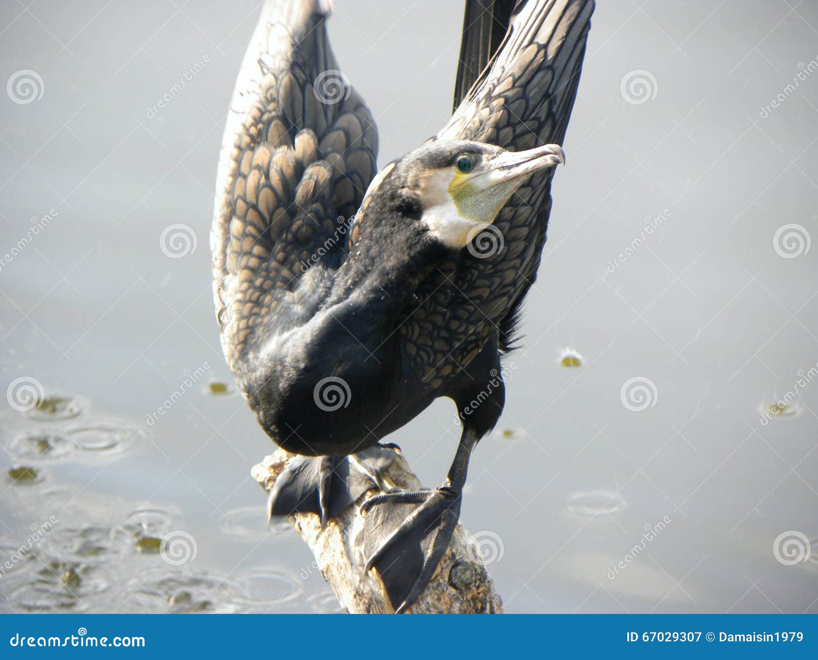 Bird with open wings stock image. Image of point, exotic - 67029307