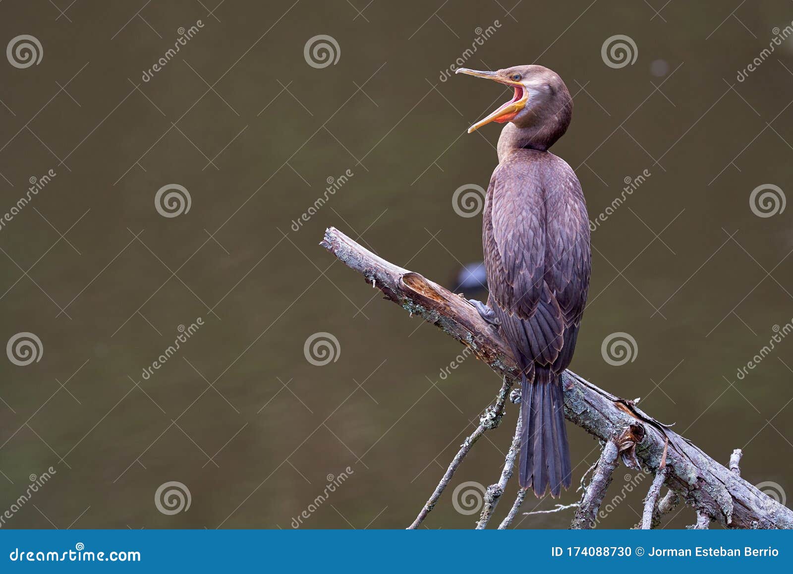 Bird Opening Its Beak on a Dead Tree Close To Lake Stock Photo - Image ...