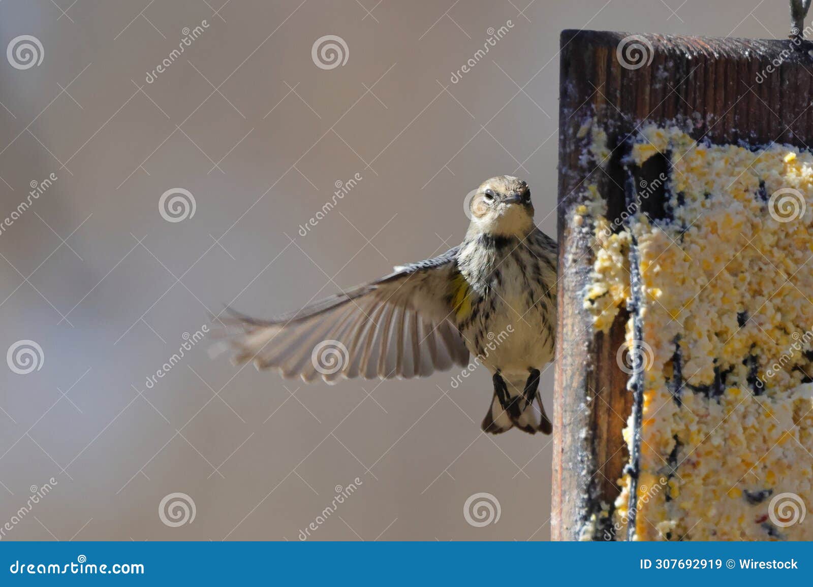 A Bird Opening Its Wings while Feeding from a Bird Feeder Stock Image ...