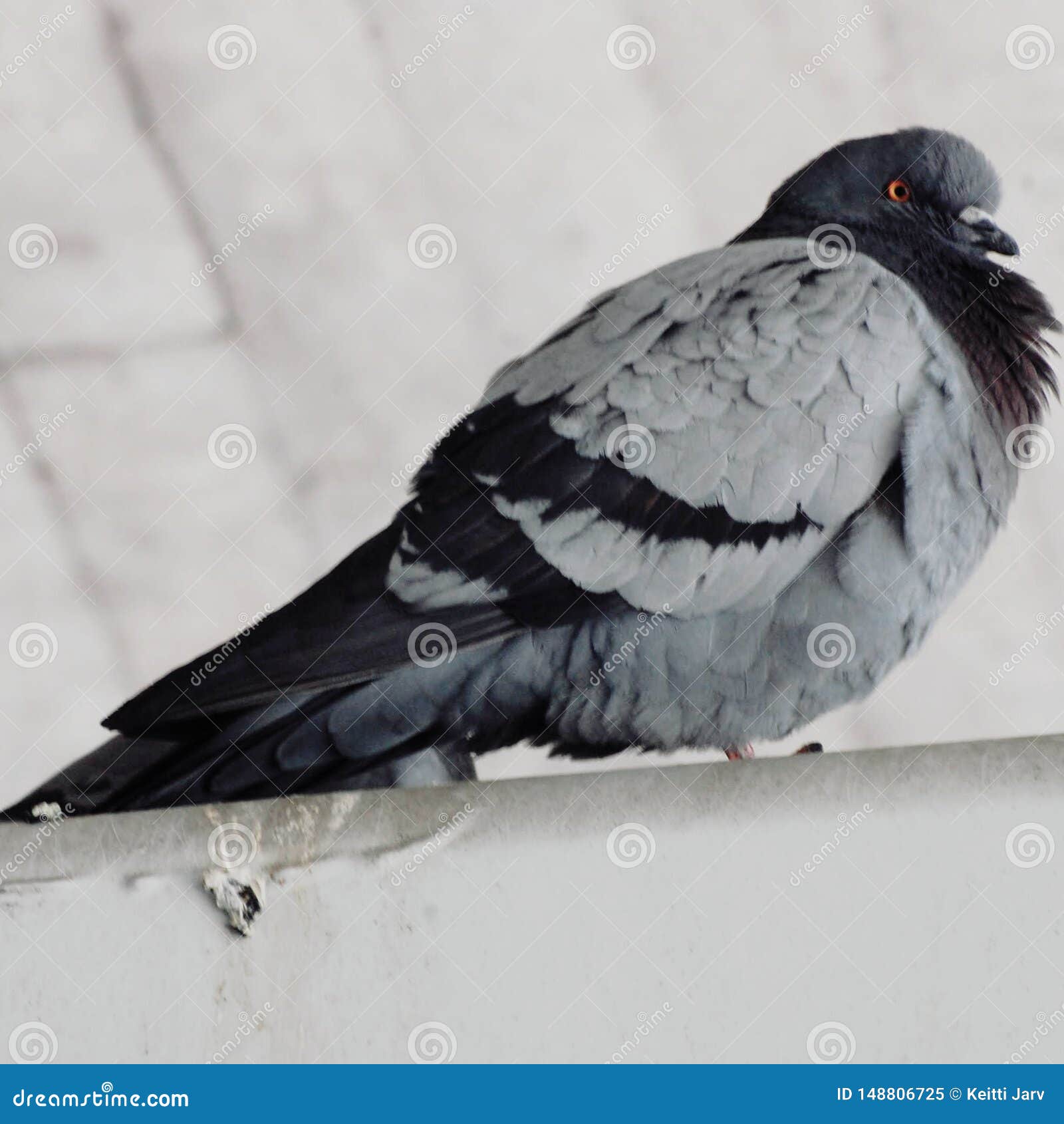 Bird with orange eye stock image. Image of orange, bird - 148806725