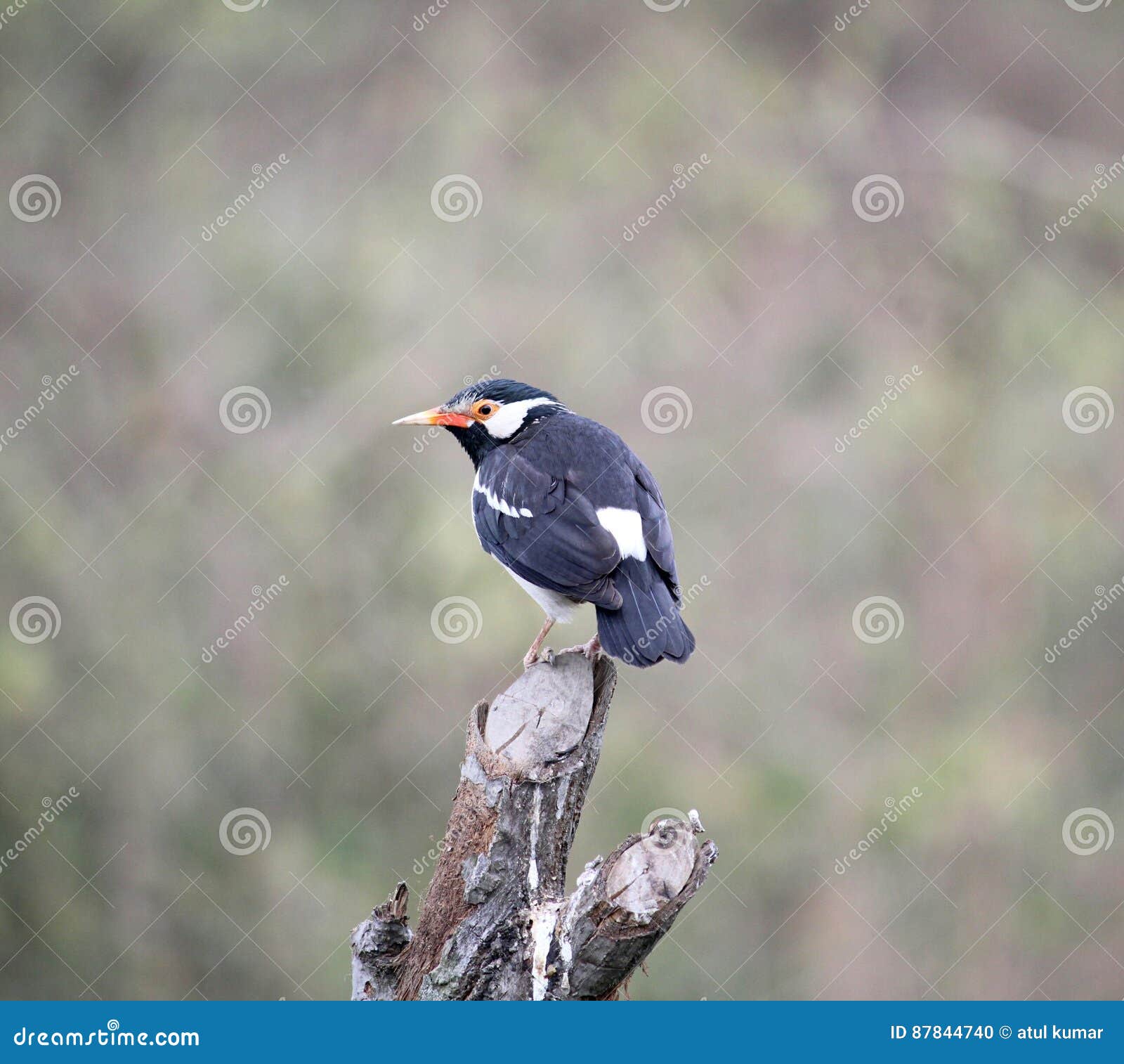 Bird stock photo. Image of orange, bird, nose, black - 87844740