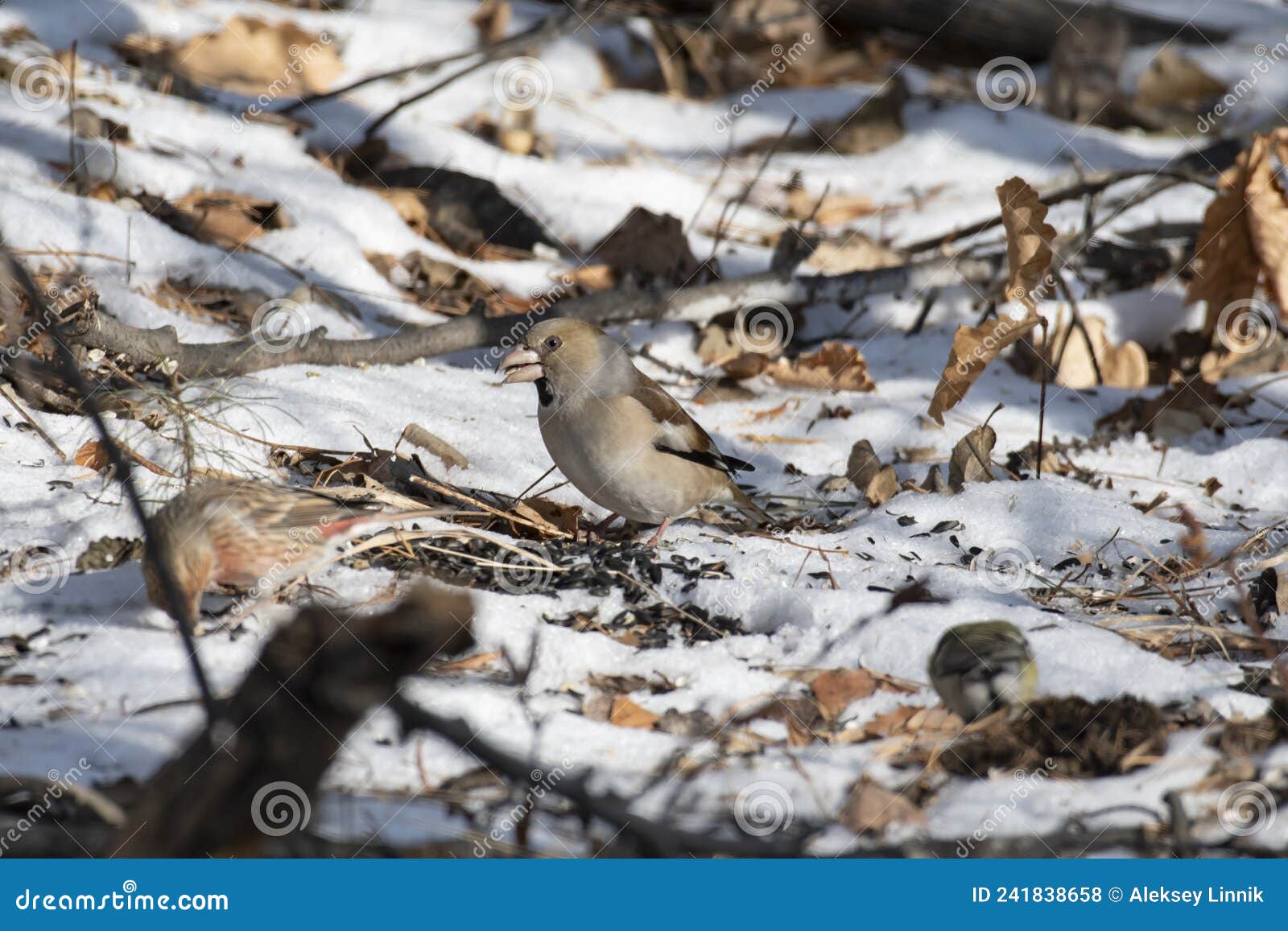 The Bird is an Ordinary Oakbill Stock Photo - Image of birds, close ...