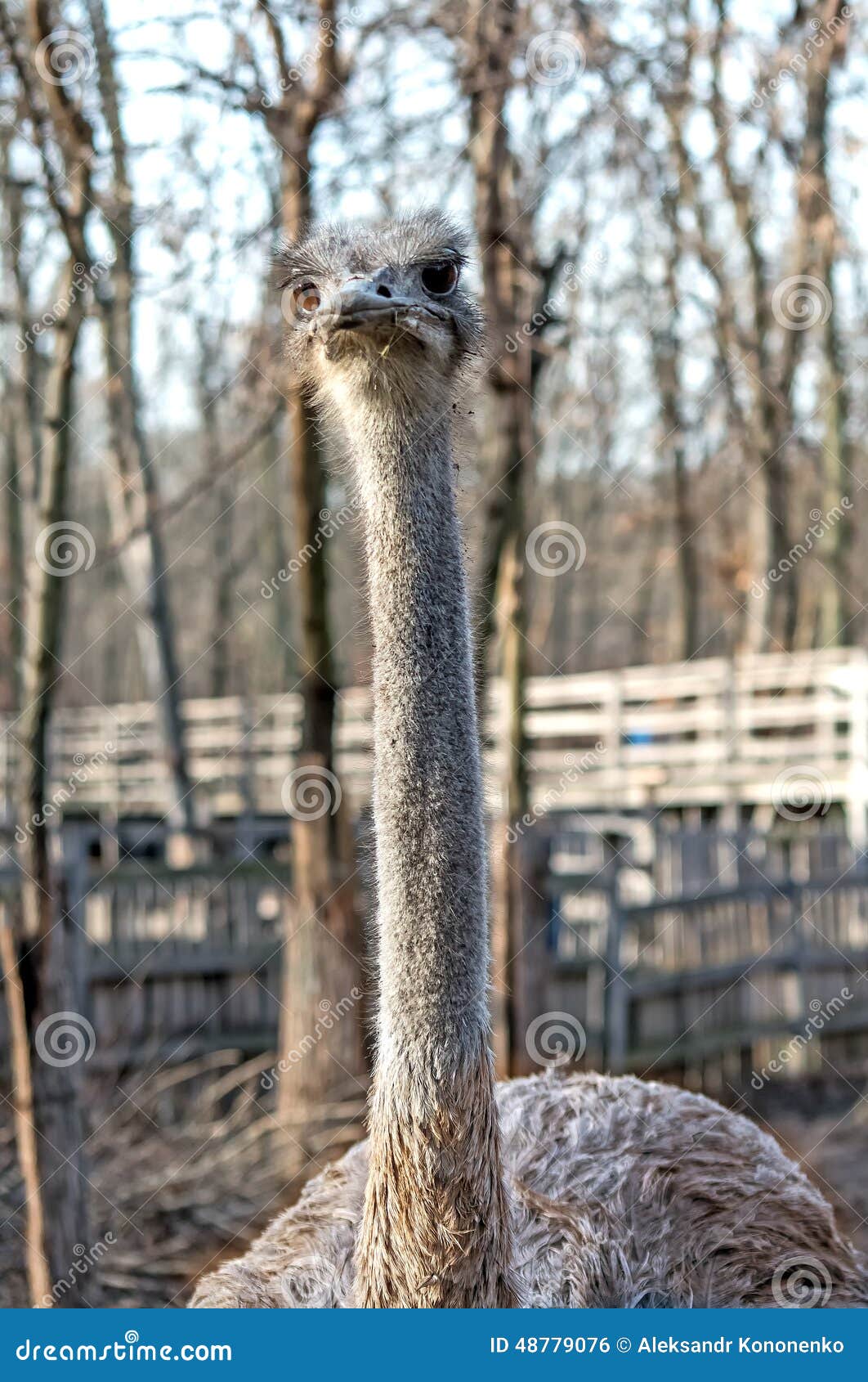 Bird ostrich stock photo. Image of tree, bird, rest, essence - 48779076
