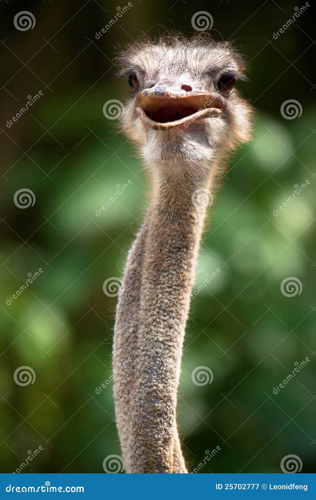 Bird: an Ostrich (Struthio Camelus) Stock Image - Image of neck, head ...