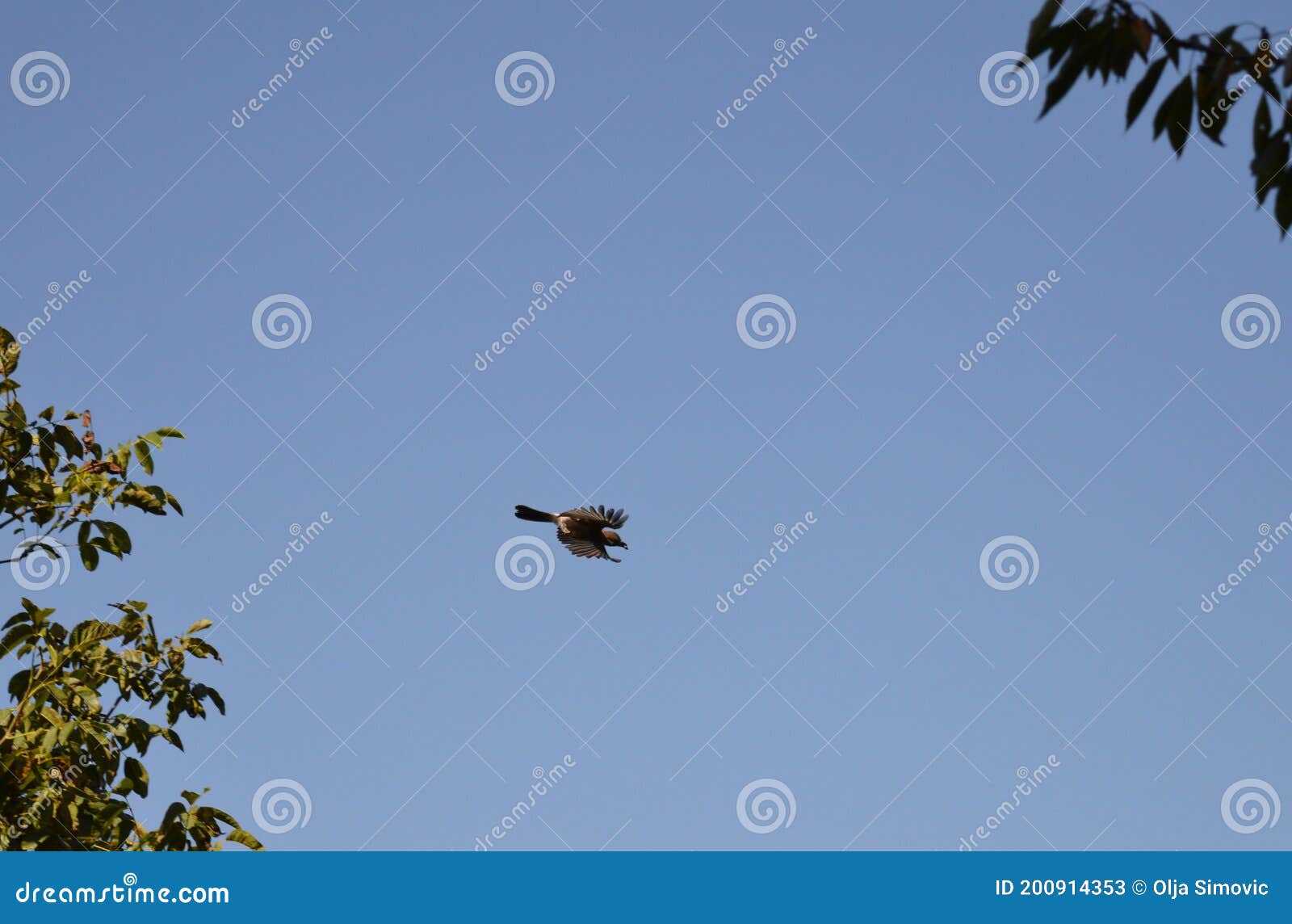 Bird with Outstretched Wings in Flight Stock Image - Image of ...