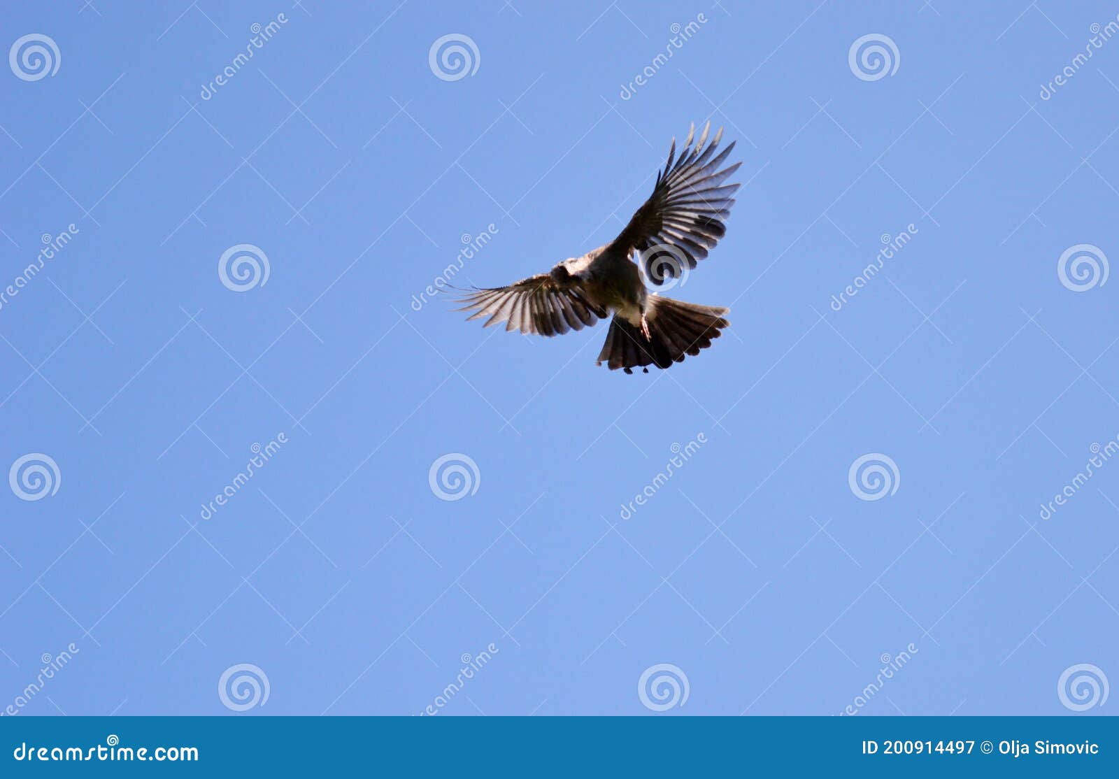 Bird with Outstretched Wings in Flight Stock Image - Image of plant ...