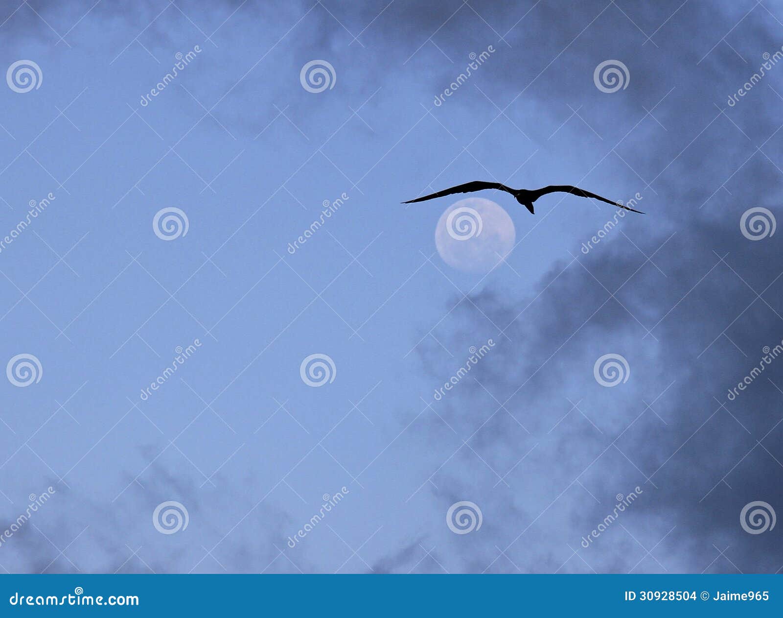 Bird over full moon stock photo. Image of halloween, bird - 30928504