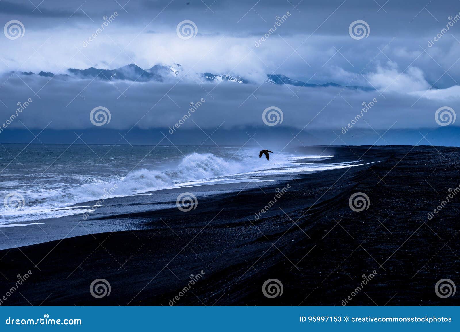 Bird Over Waves On Waterfront Picture. Image: 95997153