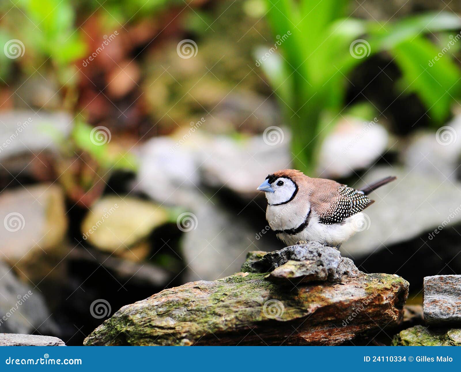 Bird, Owl Finch stock photo. Image of animals, bill, outdoor - 24110334